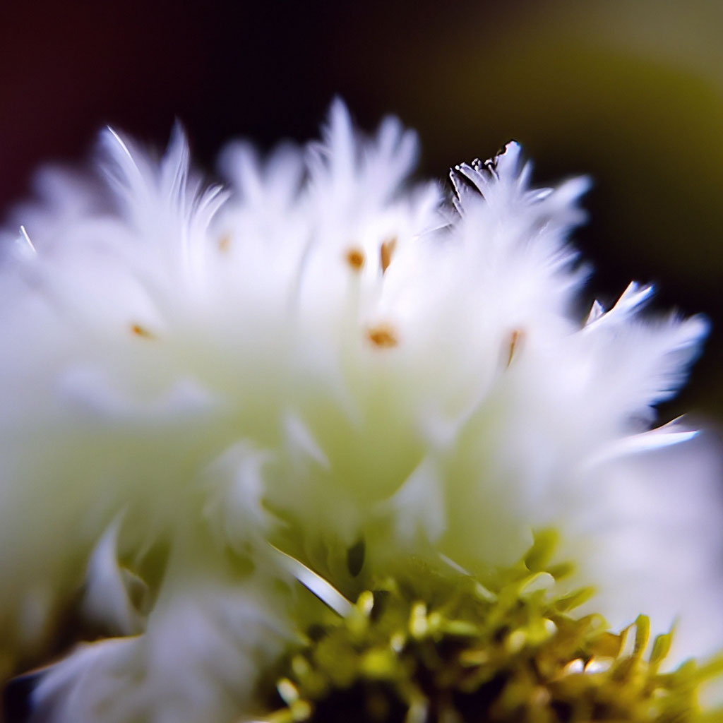 "Beware of white and fluffy people ... most often, banal mold grows ...