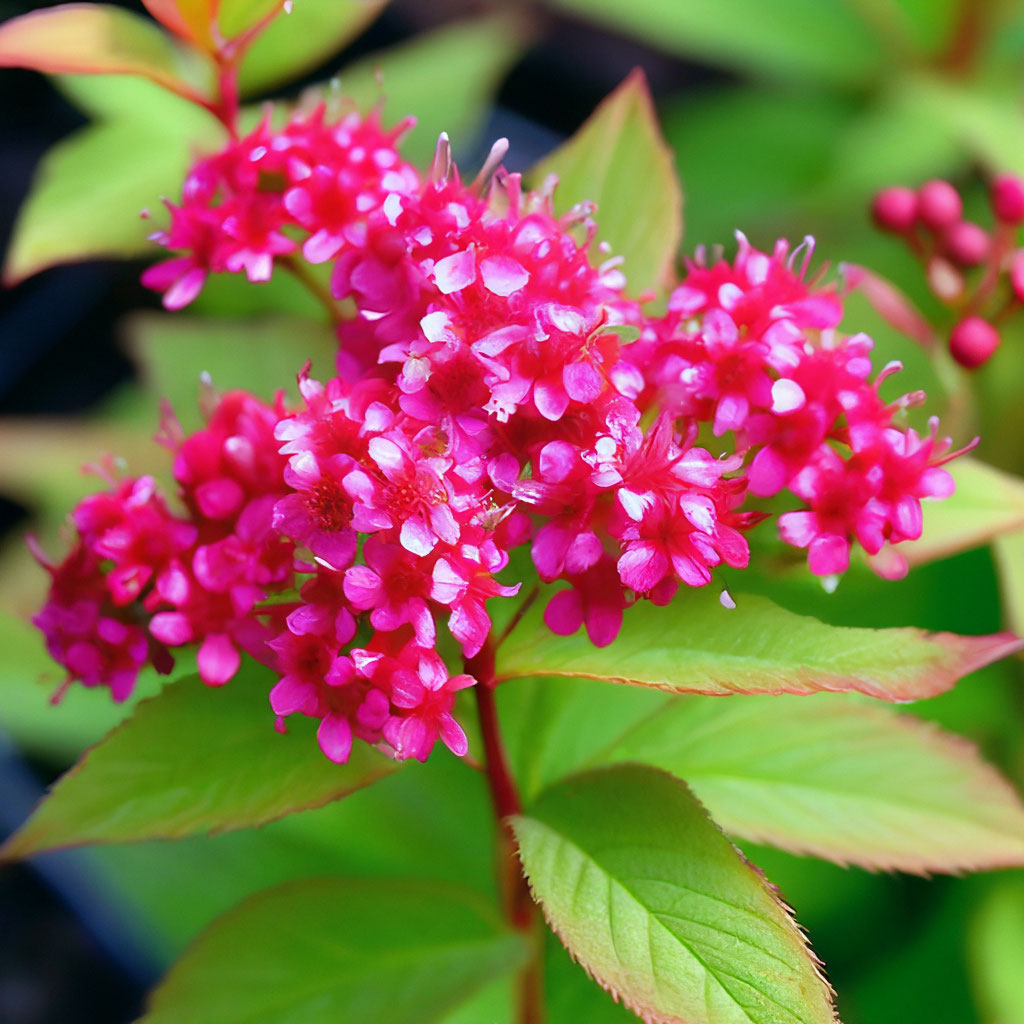 "Japanese Spirea Double Play Red! Continuously blooming spirea. A dwarf ...