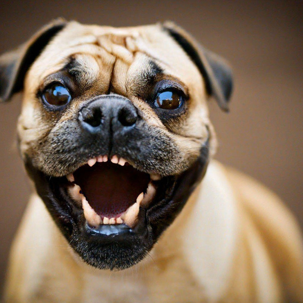 "Angry smiledog" — image created in Shedevrum