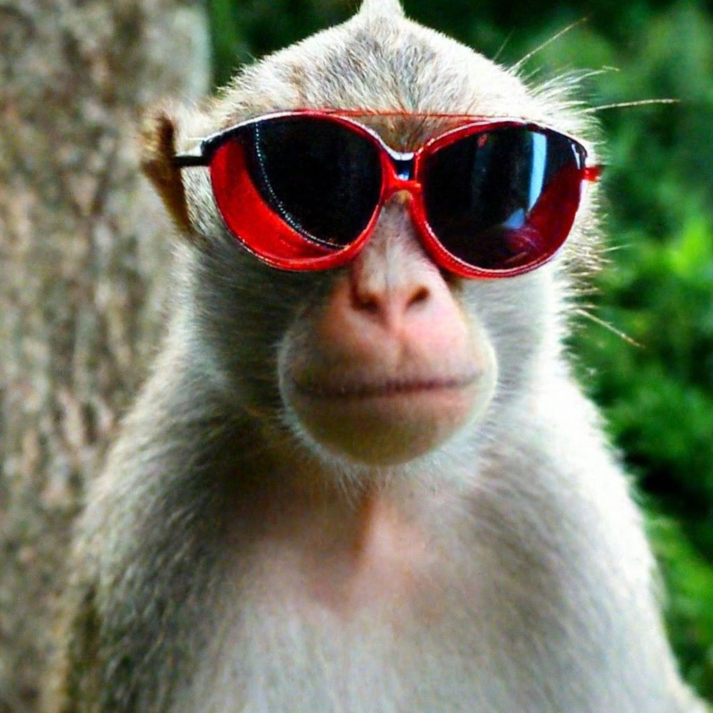 Funny Monkeys With Glasses