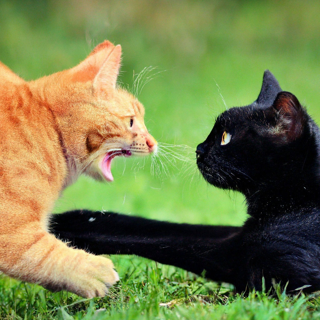Cat Fight Funny