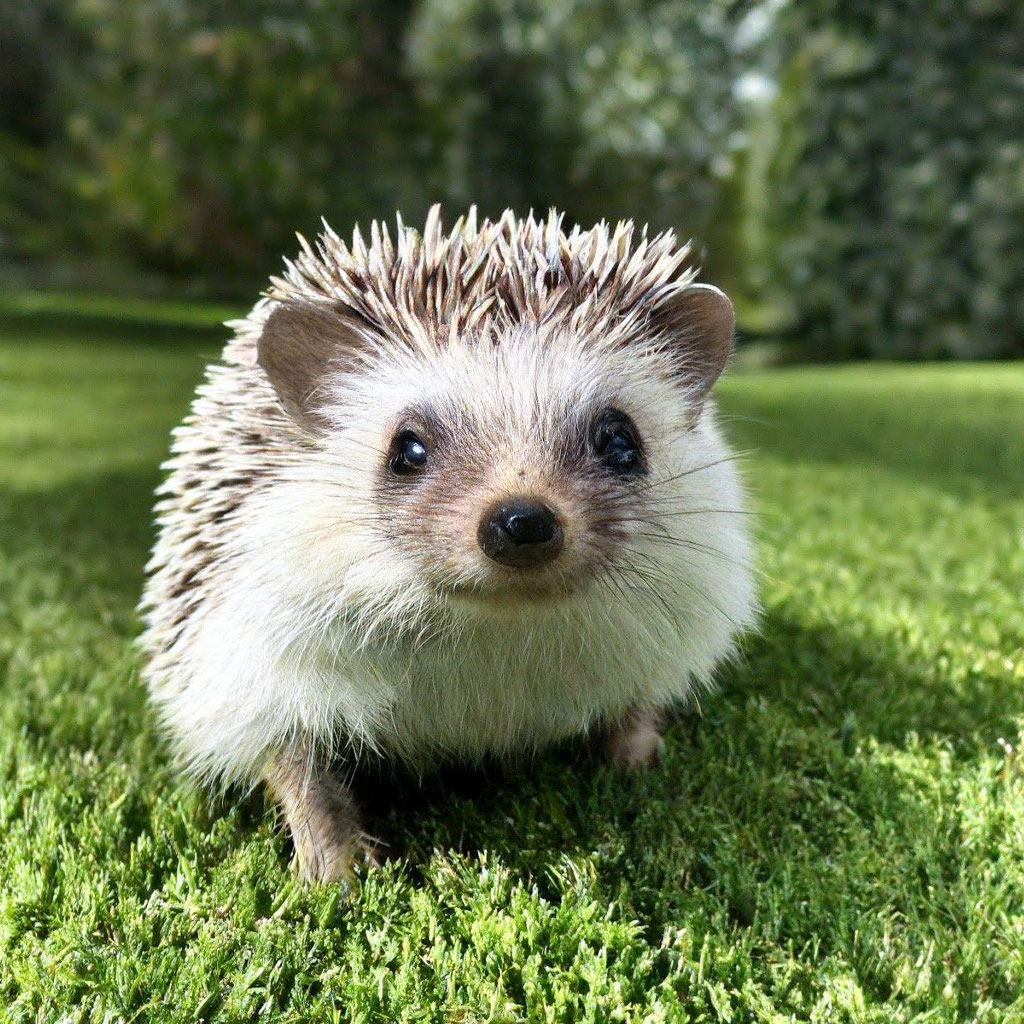 Ricardo The Hedgehog