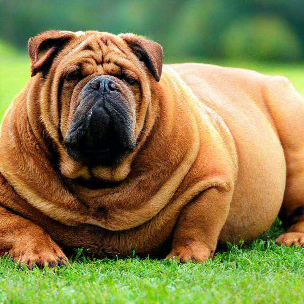 Worlds Fattest Dog