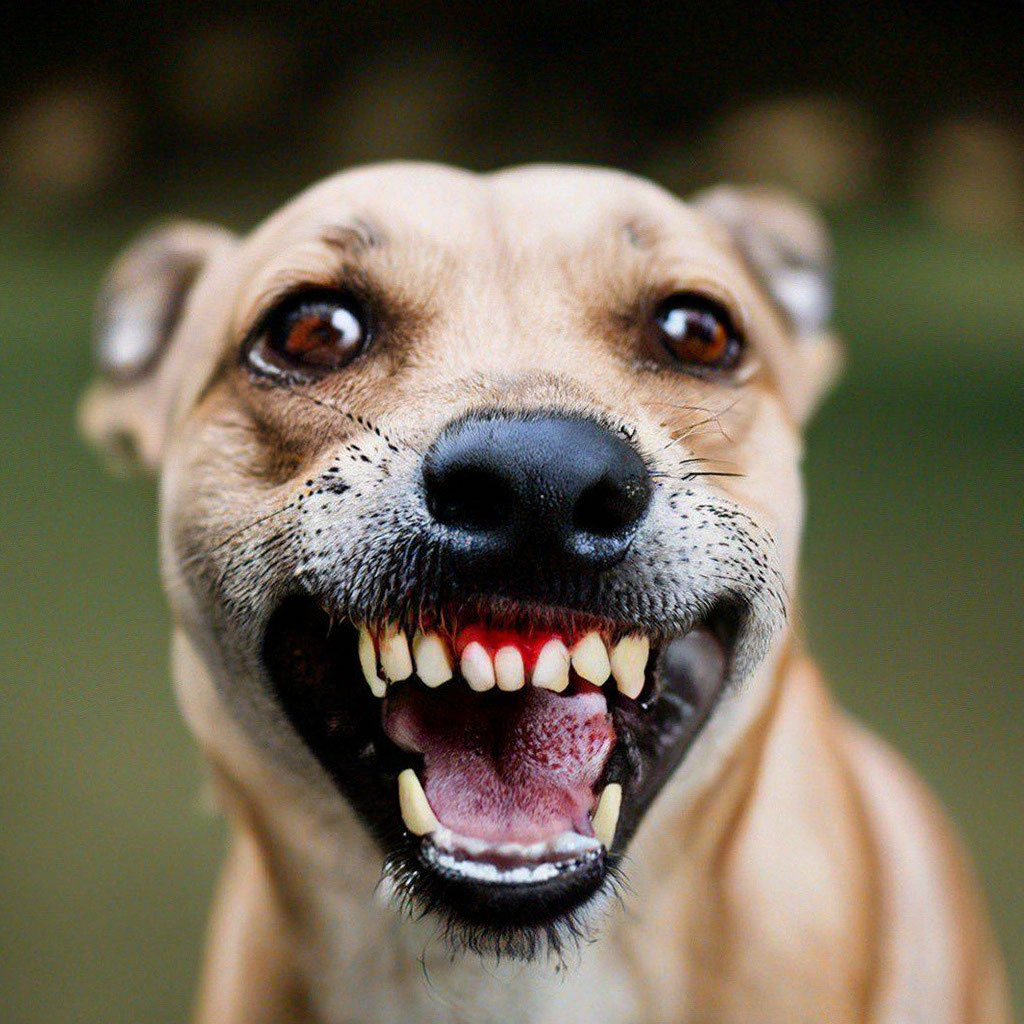 Zombie Dog Memes Zombie Dogs Reported In Hanover Park | TCG | The