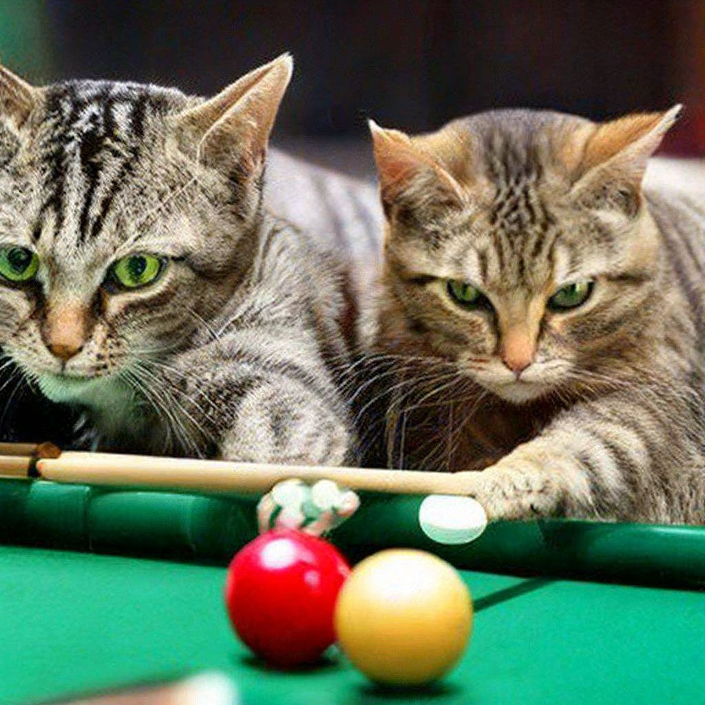 Cats Playing Billiards