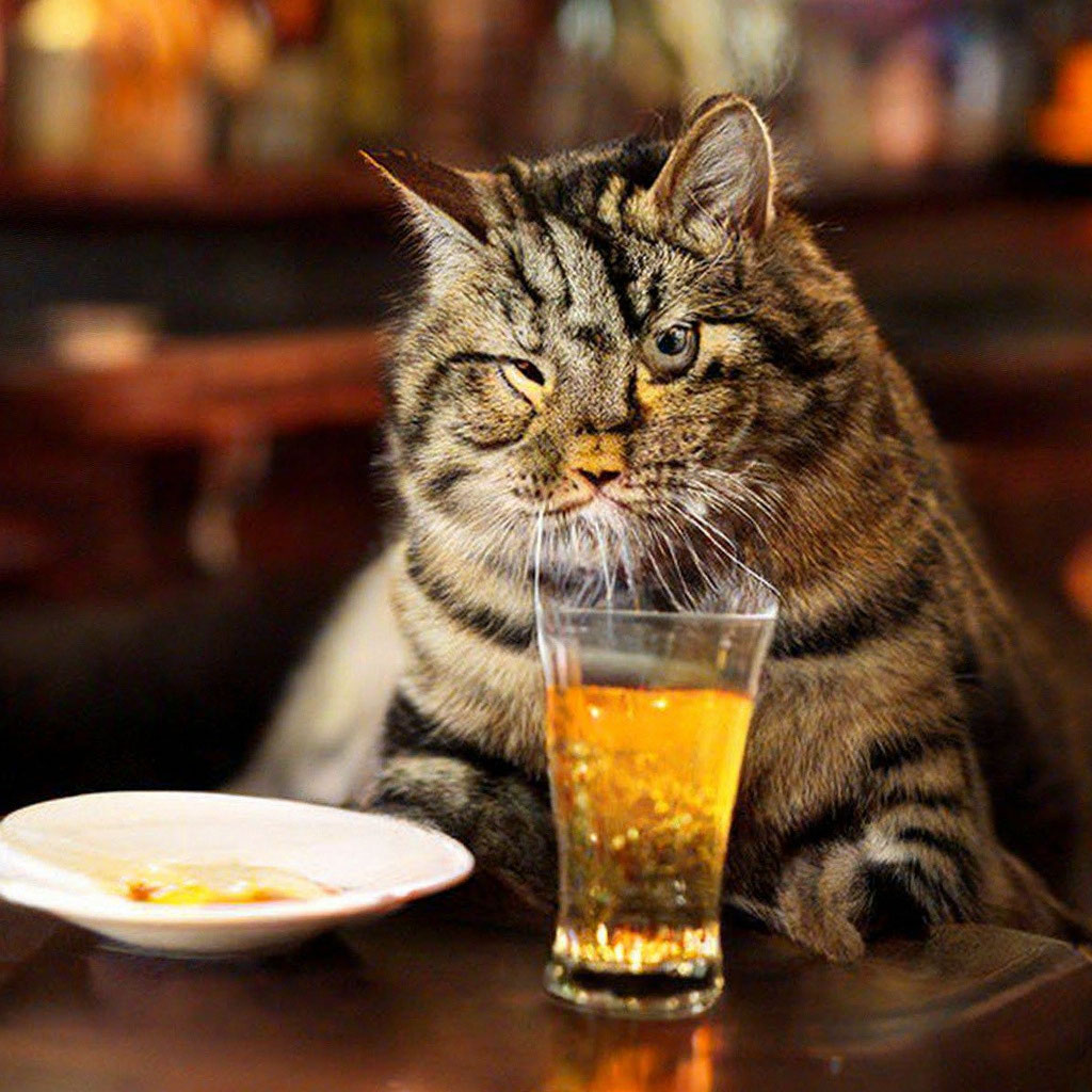 Gato Borracho