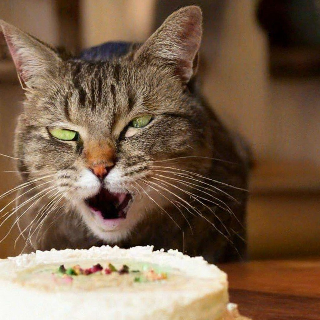 Cat Eating Birthday Cake