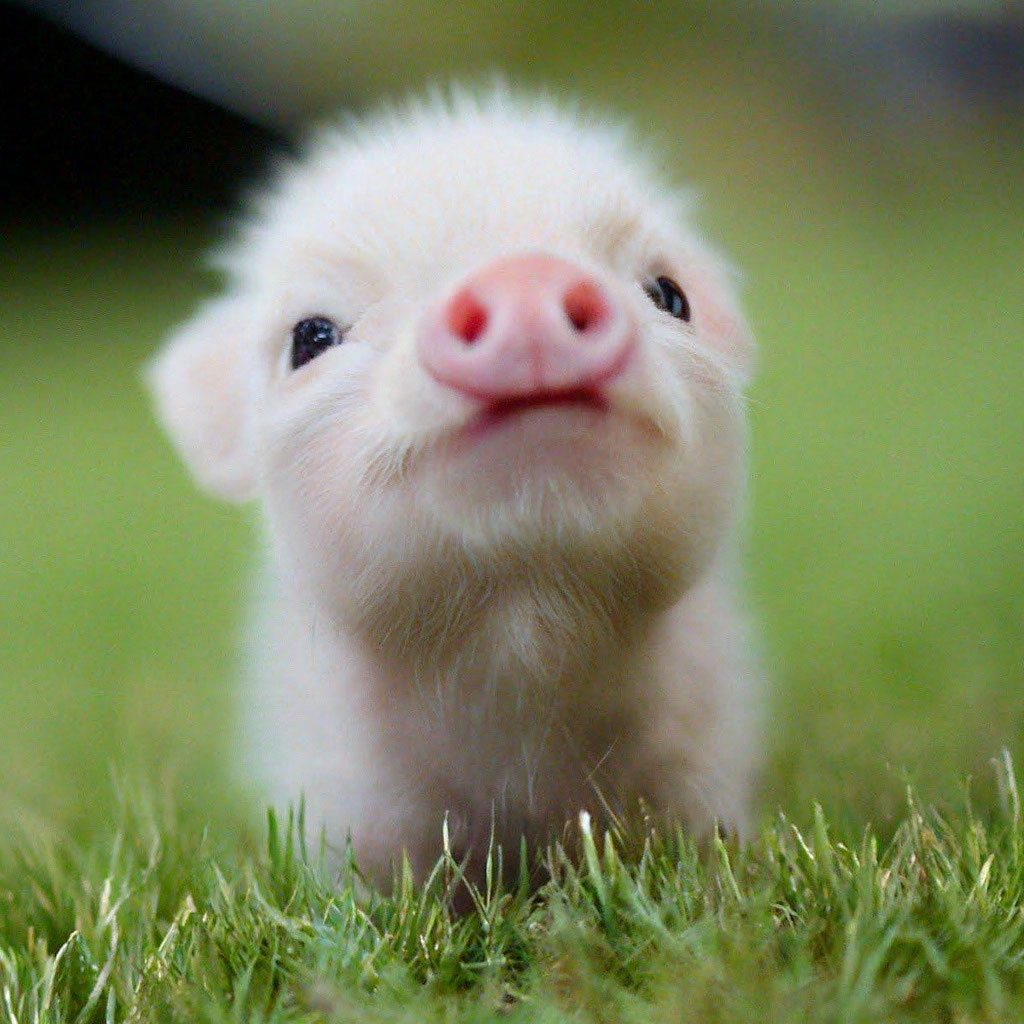 Adorable Piglet