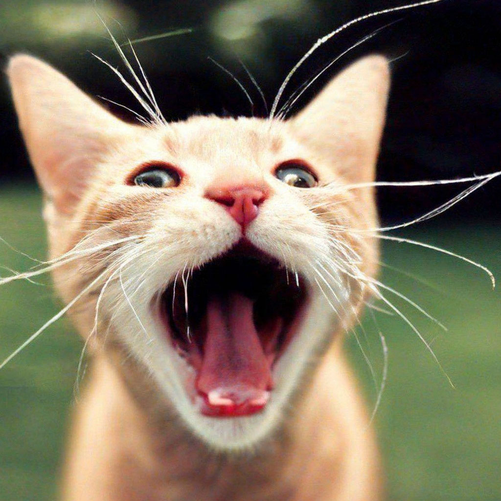 Open Cat Meme
