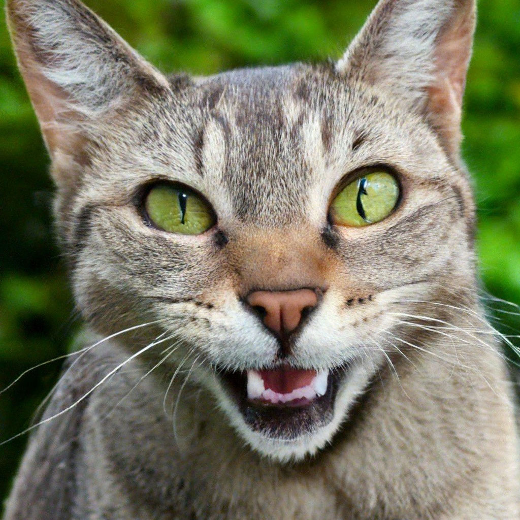 Meme De Animal Sonriente