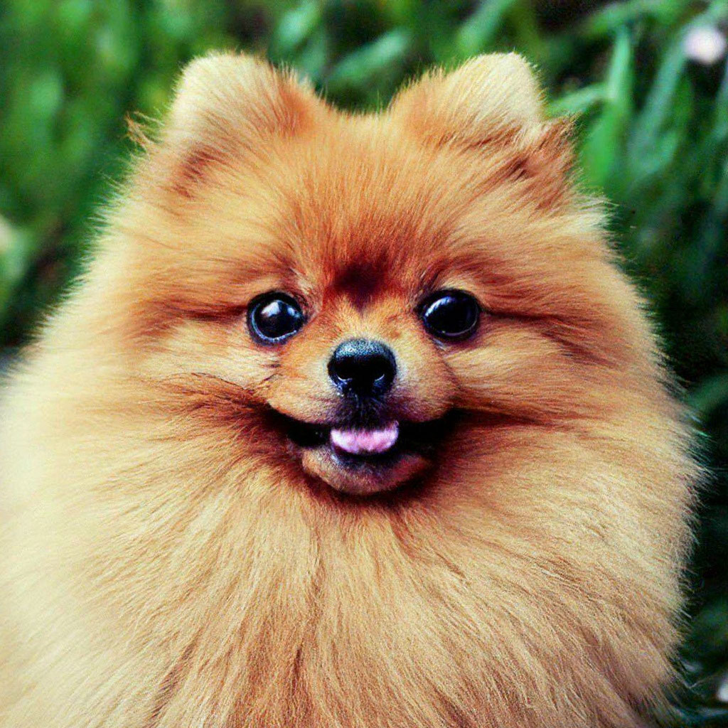 "Spitz" — image created in Shedevrum