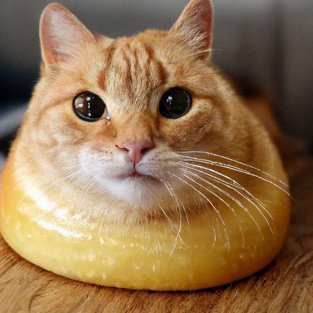 Cat Loaf Meme Cats Are Bread 🥖 New Picture (#1) For @tyler.fvdly