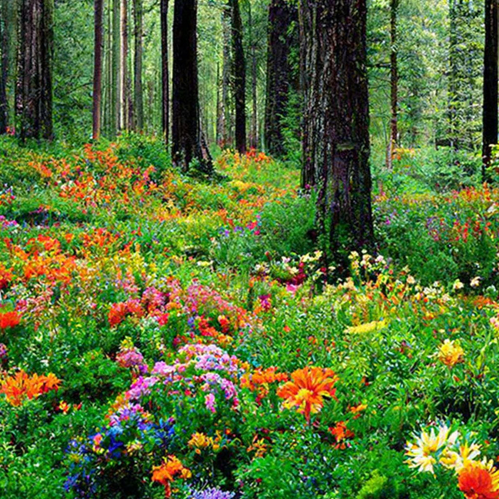 Forest Of Flowers