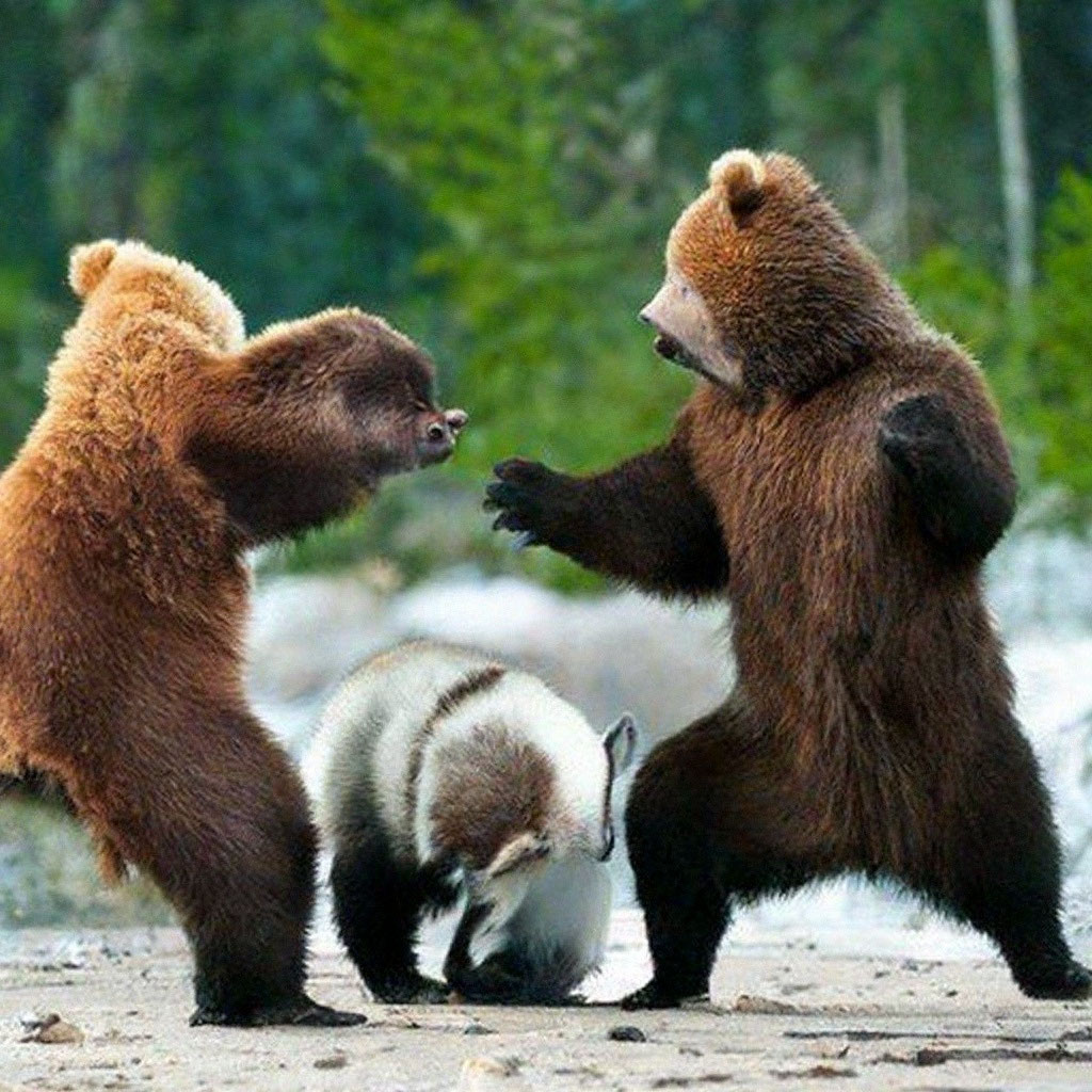 Dancing Polar Bears