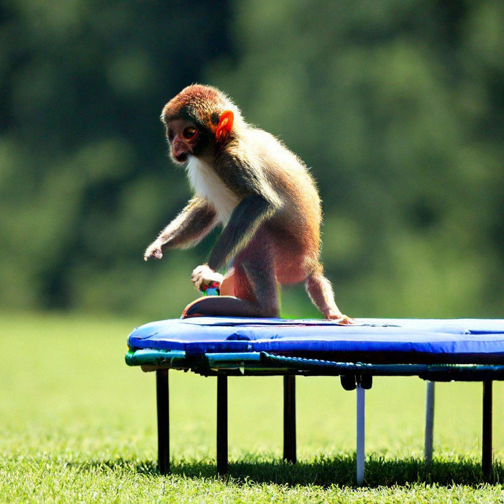 Chimp Trampoline Skywalker Trampolines | 55" Lil' Monkey Mini