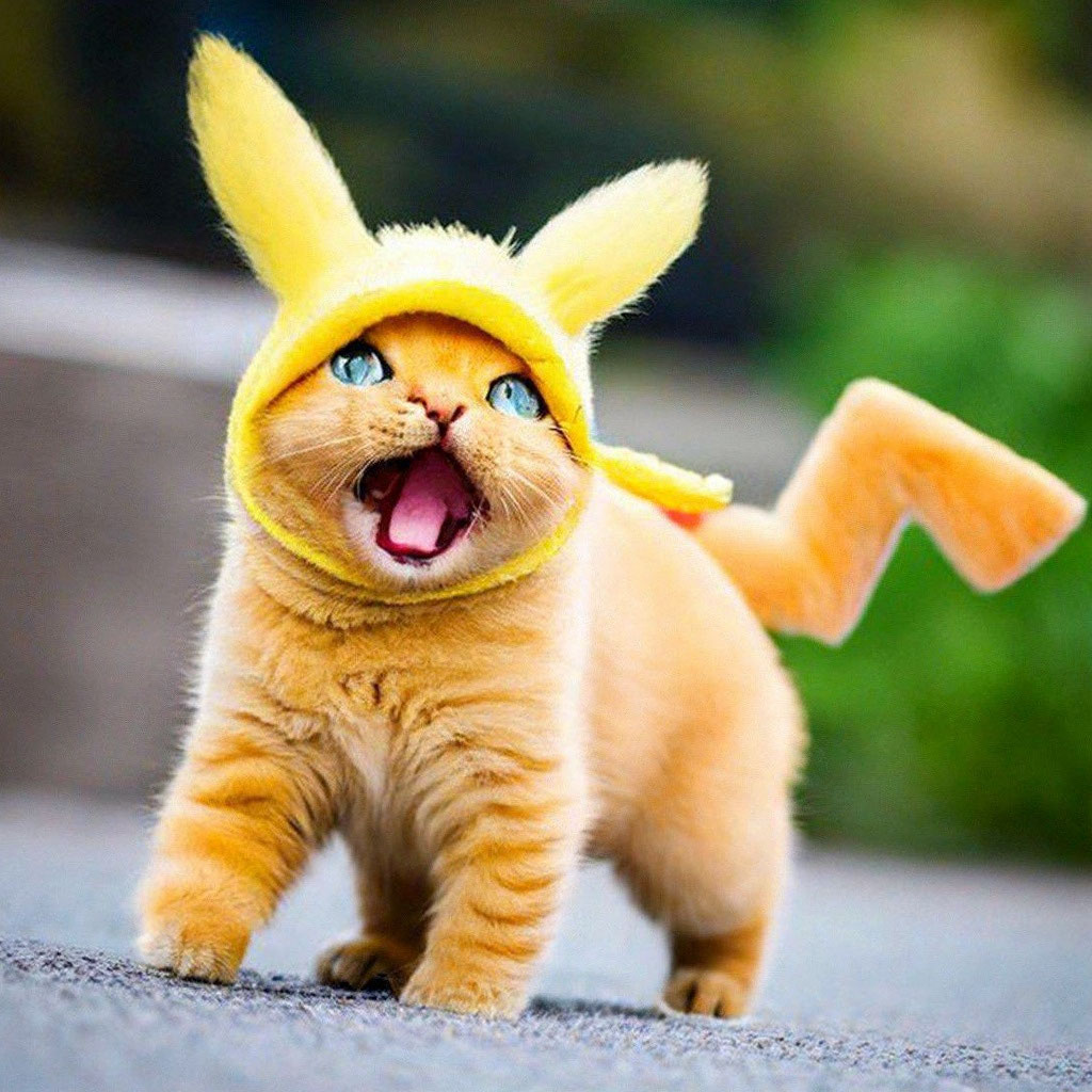 Pikachu Cute Cats